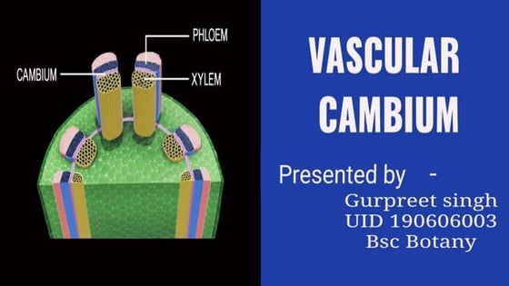 Vascular Cambium & Seasonal activity & its Role in Stem & Root | PPTX