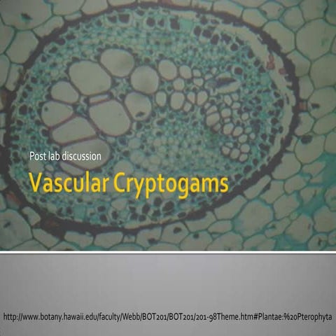 Vascular Cryptogams Postlab | PPTX