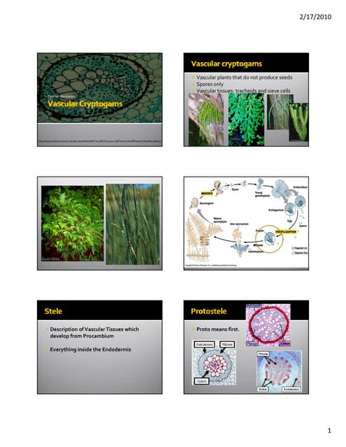 Exercise 15 leaf anatomy | PPTX | Biological Sciences | Science