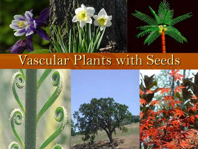VASCULAR PLANTS :) | PPTX