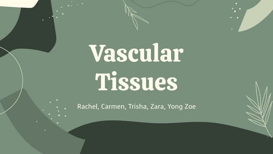 Xylem and phloem lesson 2 | PPT