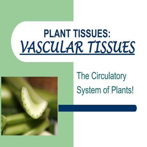 Vascularrrrrrrrrrrrrrrrrrrrrrrrrrr Tissues.ppt