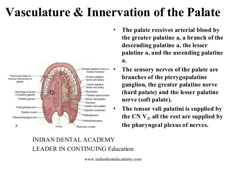 Vasculature Innervation Of The Palate endodontic Courses vasculature-innervation-of-the-palate-endodontic-courses