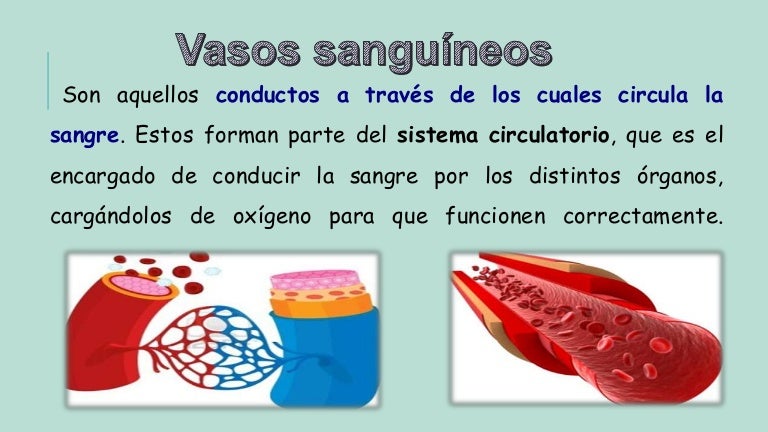Vasos sanguineos