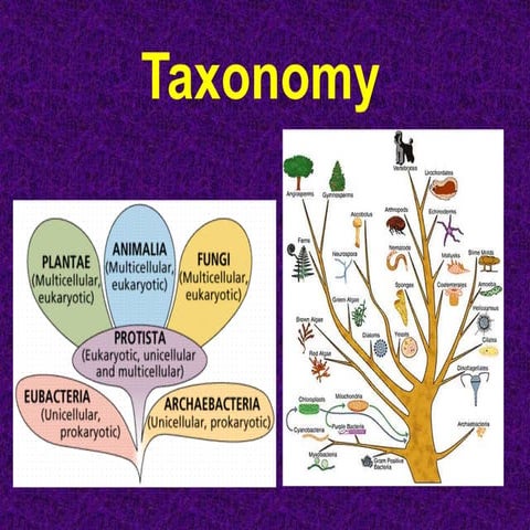 Introduction-to-Taxonomy_Presentation.pptx