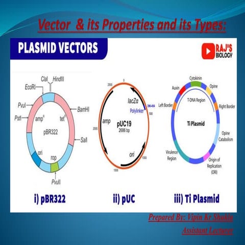 Vector Its Properties And Its Types Vector Its Properties And Its Types