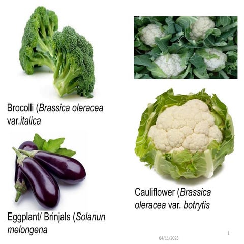 Vegetable Pests and Diseases sandra (1).pptx