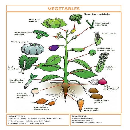 Vegetables plant | PDF