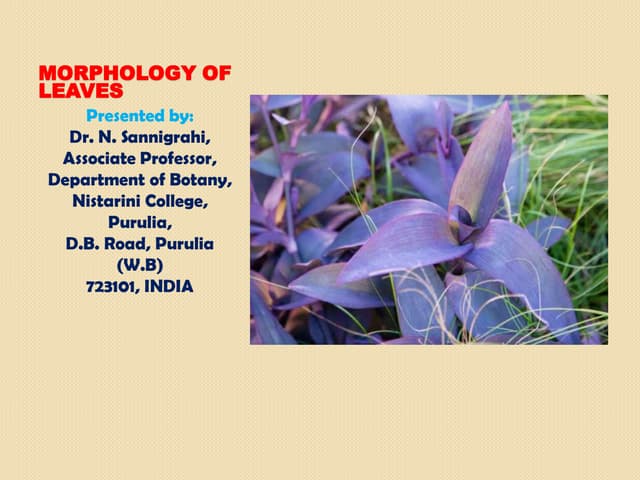 Nodal anatomy, Leaf development & Phyllotaxy | PPTX