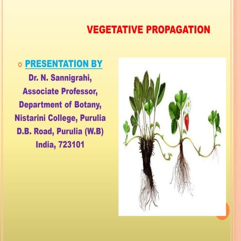 Vegetative Propagation Define Vegetative Propagation. Brainly.in