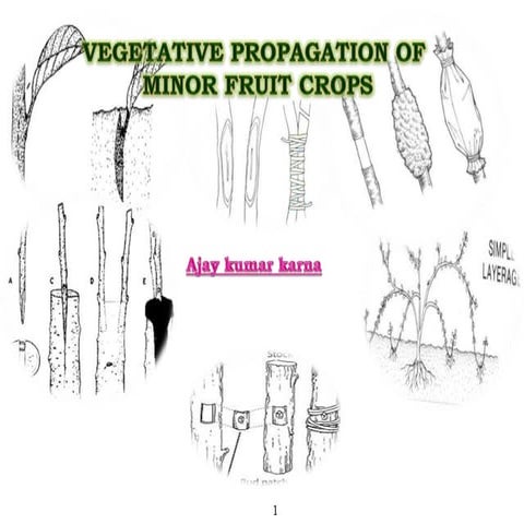 Vegetative propagation of minor fruit crop | PPTX