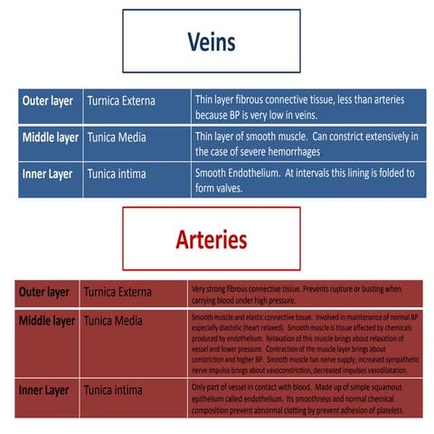 Vein and artery layers | PPT