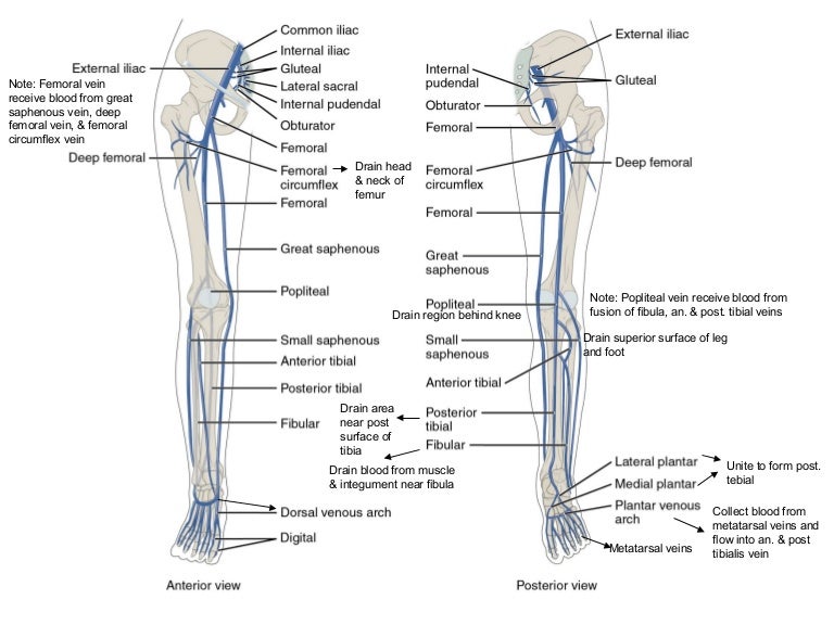 Veins Draining the lower limbs veins-draining-the-lower-limbs