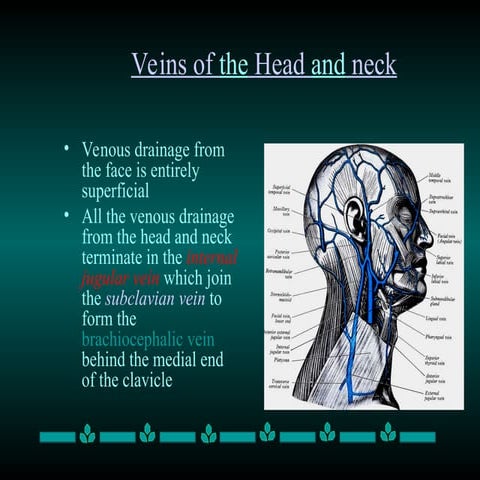 Venous drainage of head , neck and face | PPTX