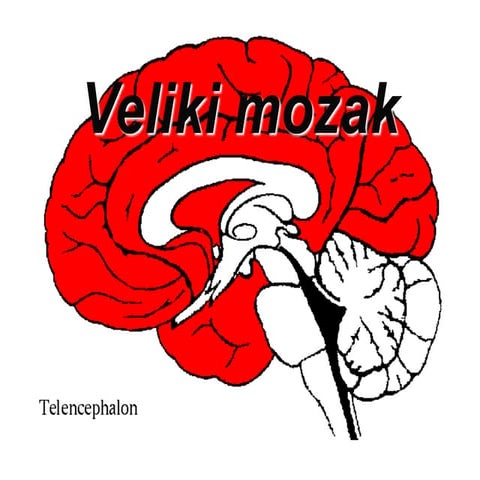 Veliki_mozak_prezentacija.ppt