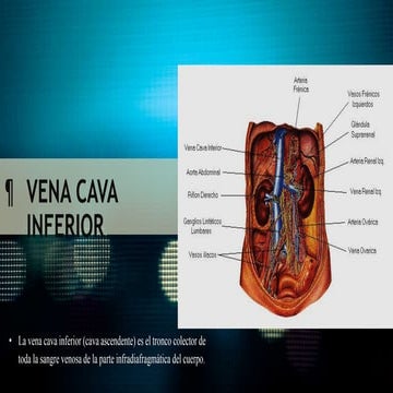 Vena cava inferior | PPTX
