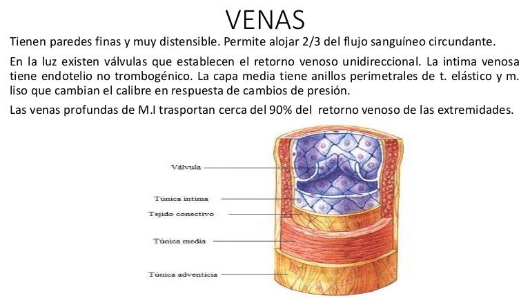 Venas