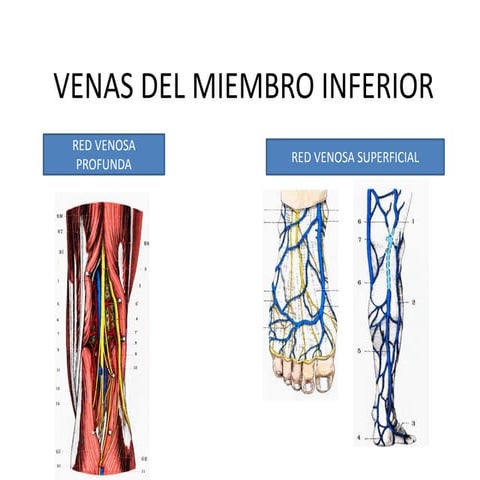 Venas del miembro inferior | PPTX