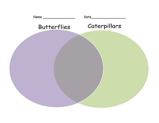 Butterfly anatomy worksheet | PDF