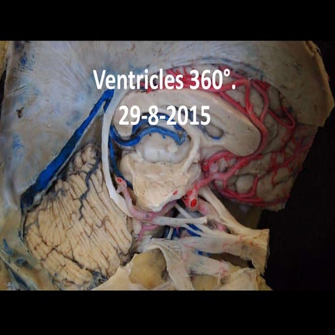 Ventricular system of the brain and its relation | PPT