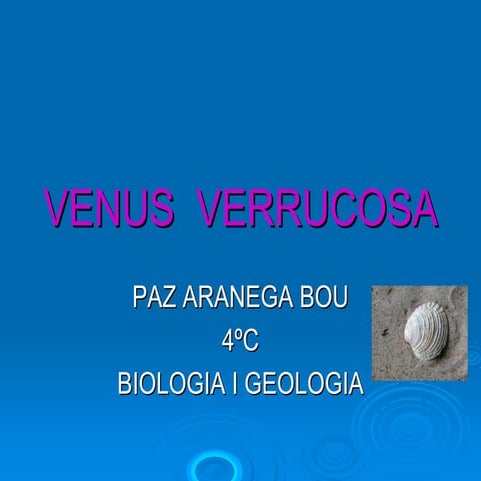 Venus verrucosa | PDF