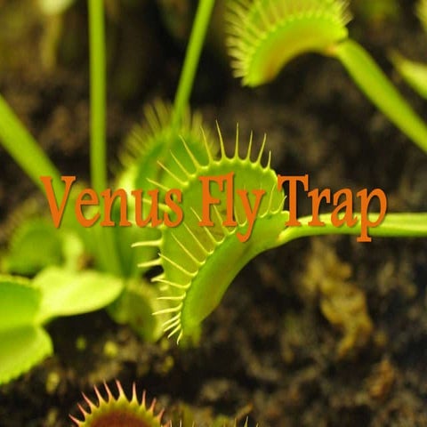 Venus fly trap | PPTX