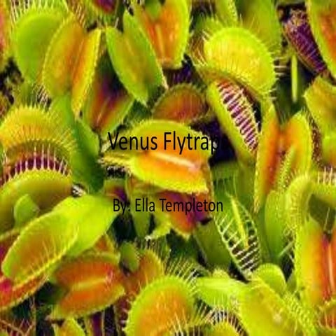 The venus flytrap | PPTX