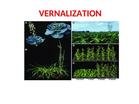 Vernalization | PPTX