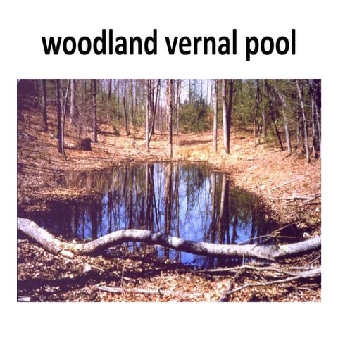 Vernal pool blog show | PPTX