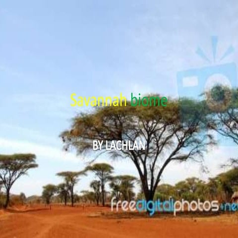 Samblikud | PDF