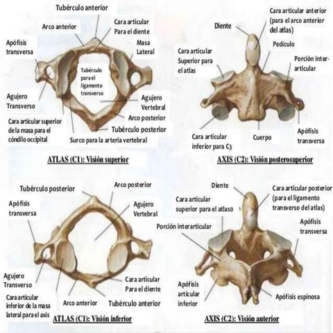 Vertebra atlas | PPTX