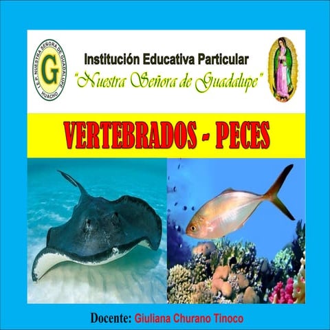 Vertebrados peces | PPT | Fish and Aquariums | Pets