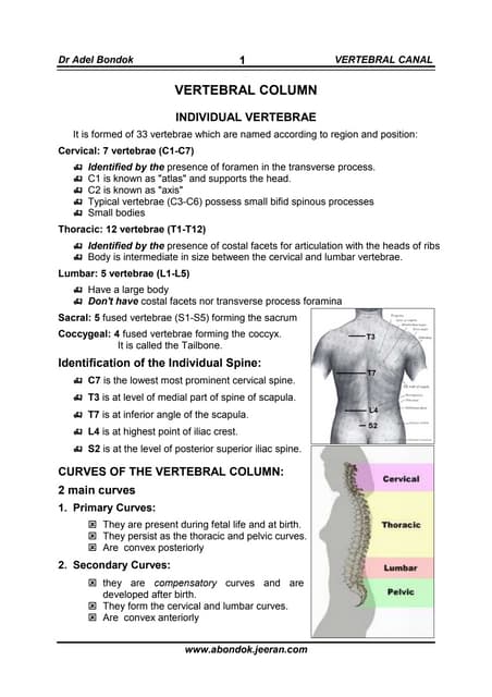 Vertebral Column | PDF | Death, Injury, or Military Conflict ...