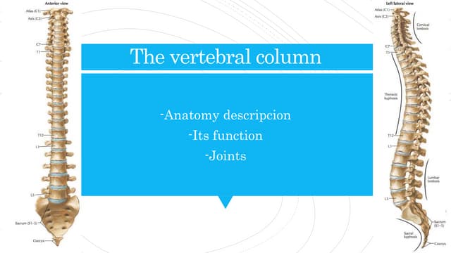 Anatomy of Vertebral Column | PPTX