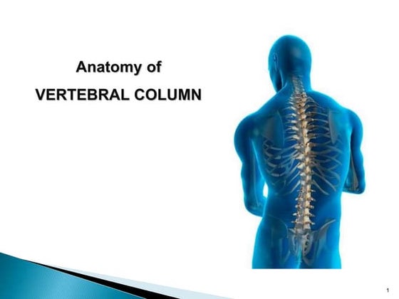 Anatomy of Vertebral Column | PPTX