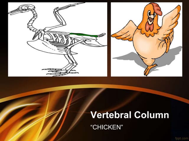 Vertebral Column Of Chicken