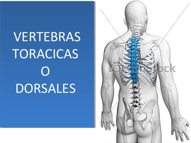 Vertebras toracica o dorsales