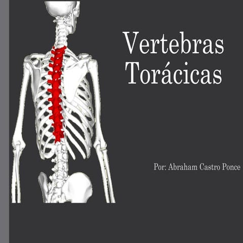 Vertebras torácicas | PPT