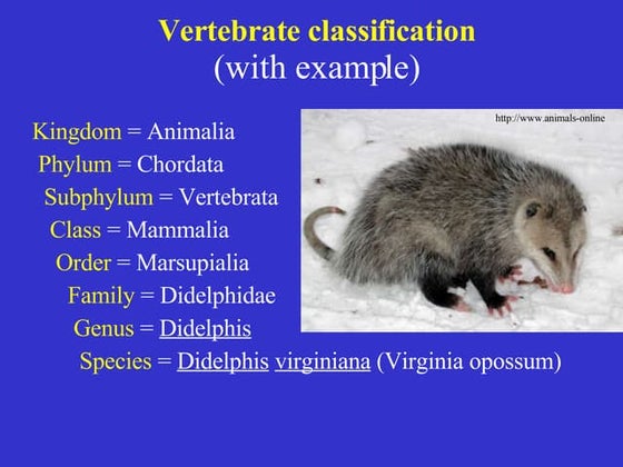 Diversity of fishes | PPT