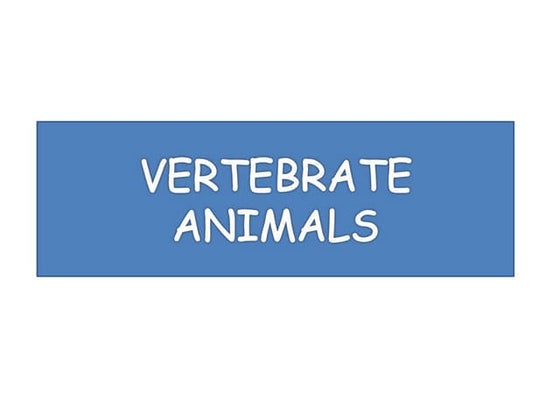 Vertebrate animals | PPT