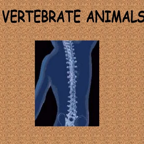 Vertebrate animals | PPTX