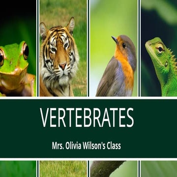 Vertebrate Animals Education Presentation.pptx