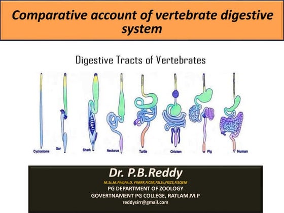Comparative Anatomy of Digestive System of Vertebrates | PPT