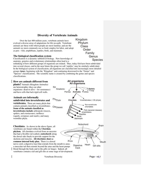 Vertebrates Powerpoint | PPTX
