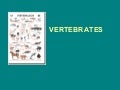 Ppt1 invertebrates