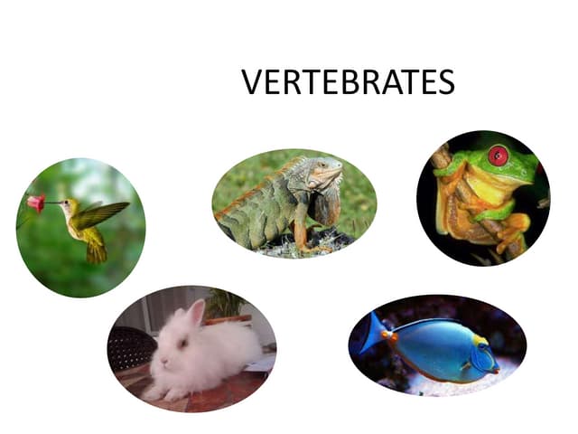 Vertebrates | PPT
