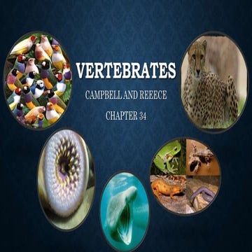 Vertebrates . | PPTX