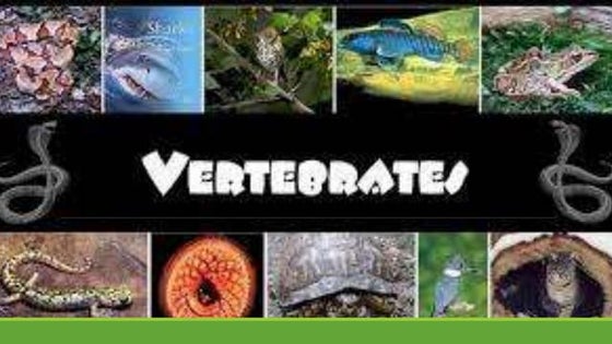 Vertebrates | PPT