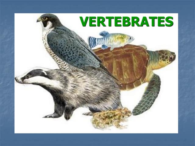 Vertebrates | PPT