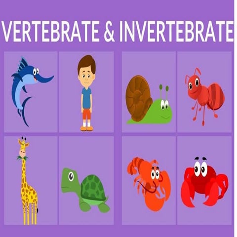 20200513-year-3-vertebrates-and-invertebrates1.ppt